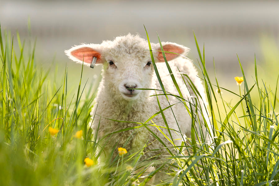 A Sheepman’s Look At Psalm 23 – Psalm 119: 38